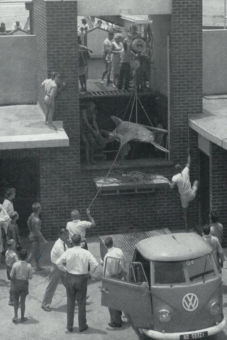 Our History – SAAMBR