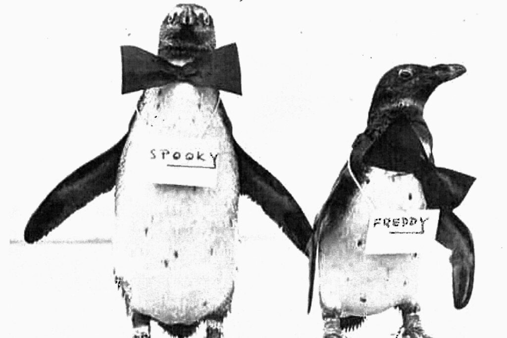 Our History – SAAMBR