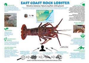Marine Species Posters – SAAMBR
