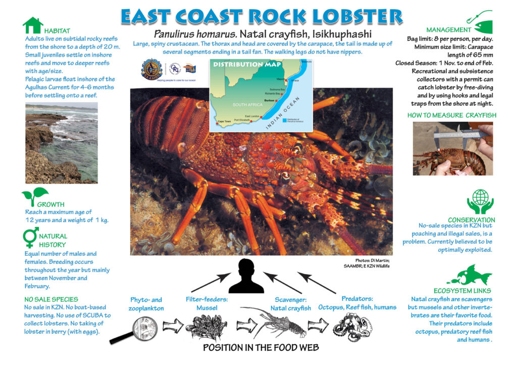 Marine Species Posters – SAAMBR