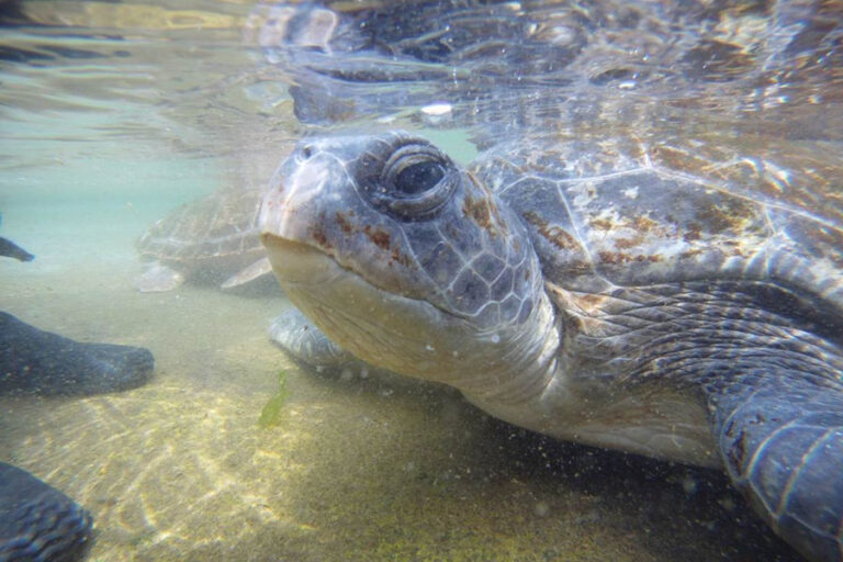 uShaka Sea World – SAAMBR