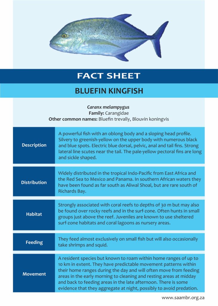 Bluefin Kingfish – SAAMBR