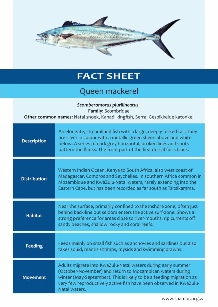 Queen Mackerel – SAAMBR