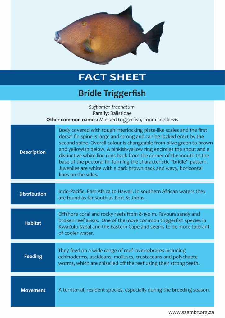Bridle Tiggerfish – SAAMBR