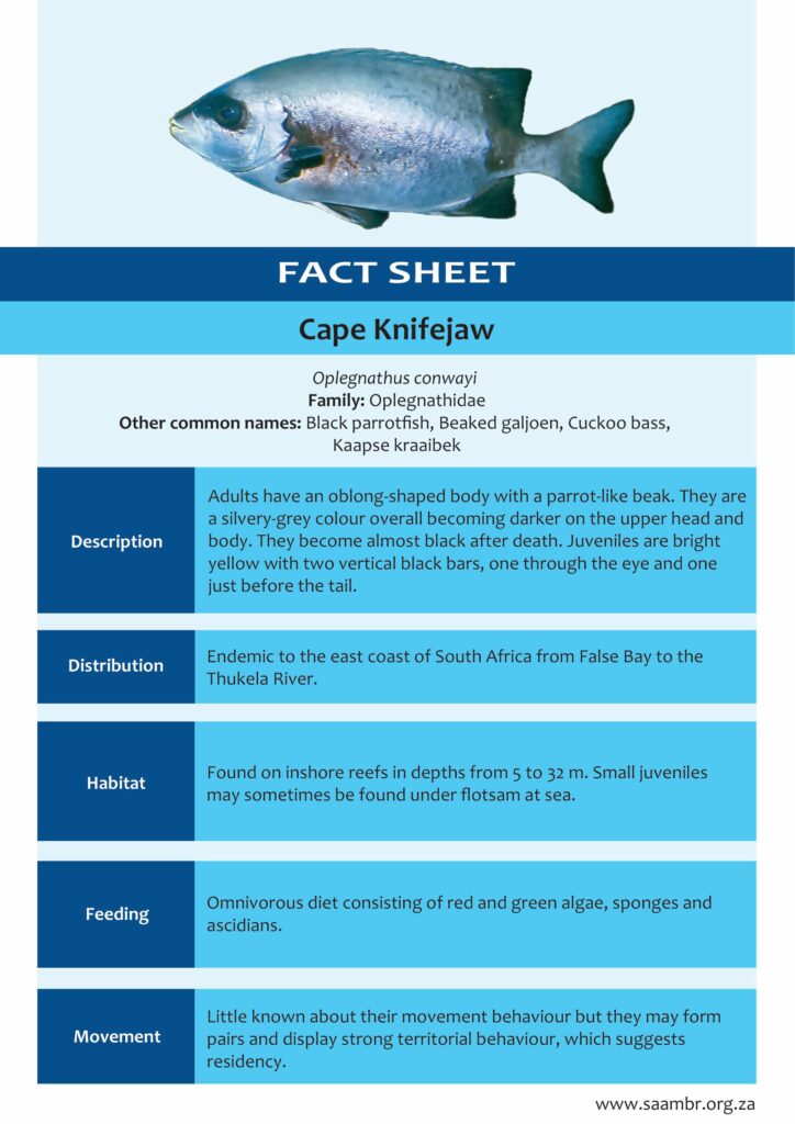Cape Knifejaw – SAAMBR