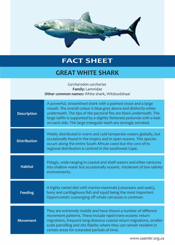 Great White Shark – SAAMBR