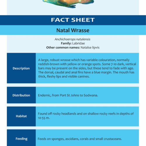 Potato Bass – SAAMBR