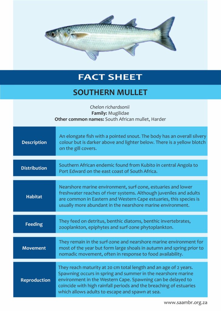 Southern Mullet – SAAMBR