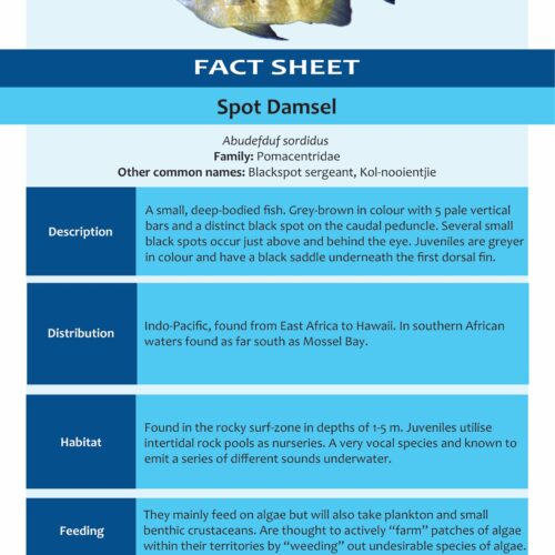 Southern Pompano – SAAMBR