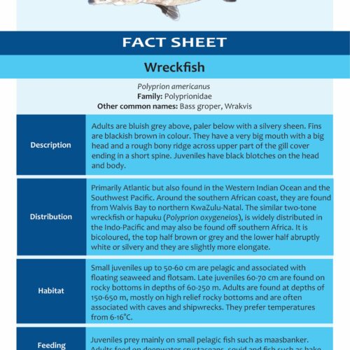 Yellowbelly Rockcod – SAAMBR