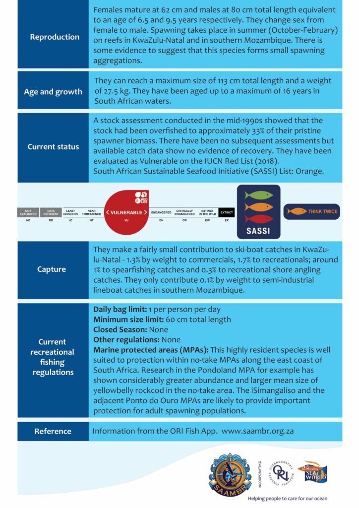 Yellowbelly Rockcod – SAAMBR
