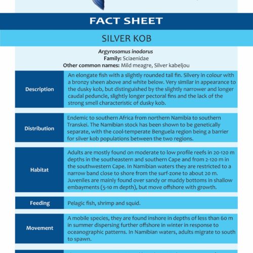 Yellowbelly Rockcod – SAAMBR