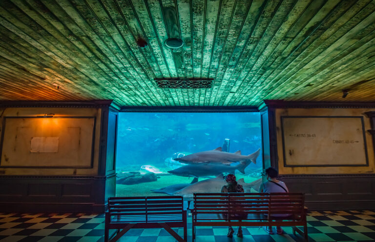 SAAMBR – The South African Association for Marine Biological Research