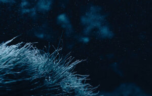 Oceanographic Research Institute (ORI) – SAAMBR