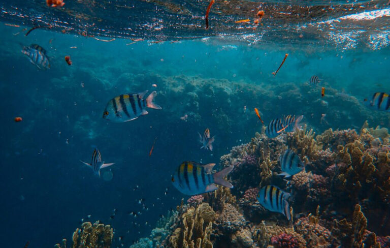 Oceanographic Research Institute (ORI) – SAAMBR