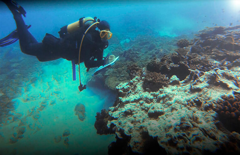 SAAMBR – The South African Association for Marine Biological Research